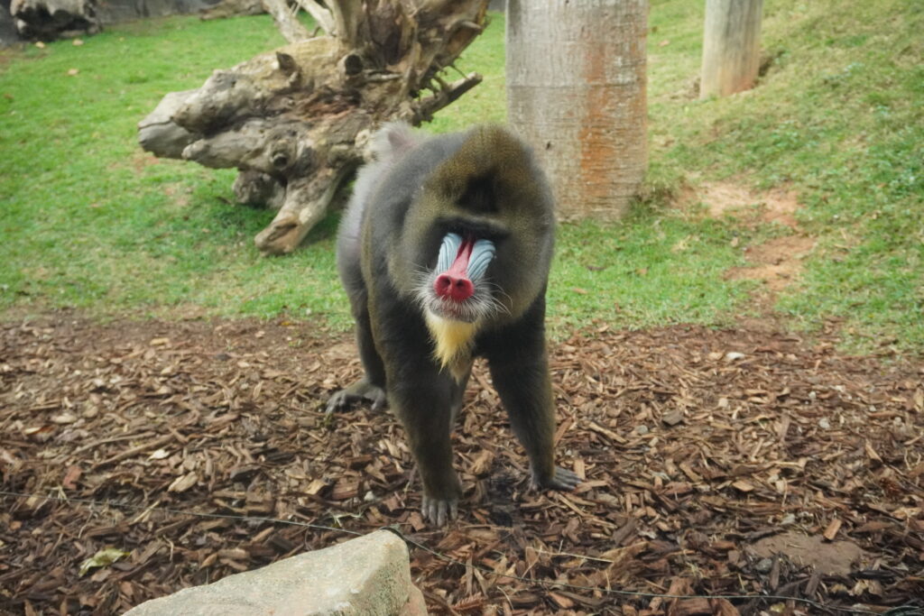 Mandril - Animália Park